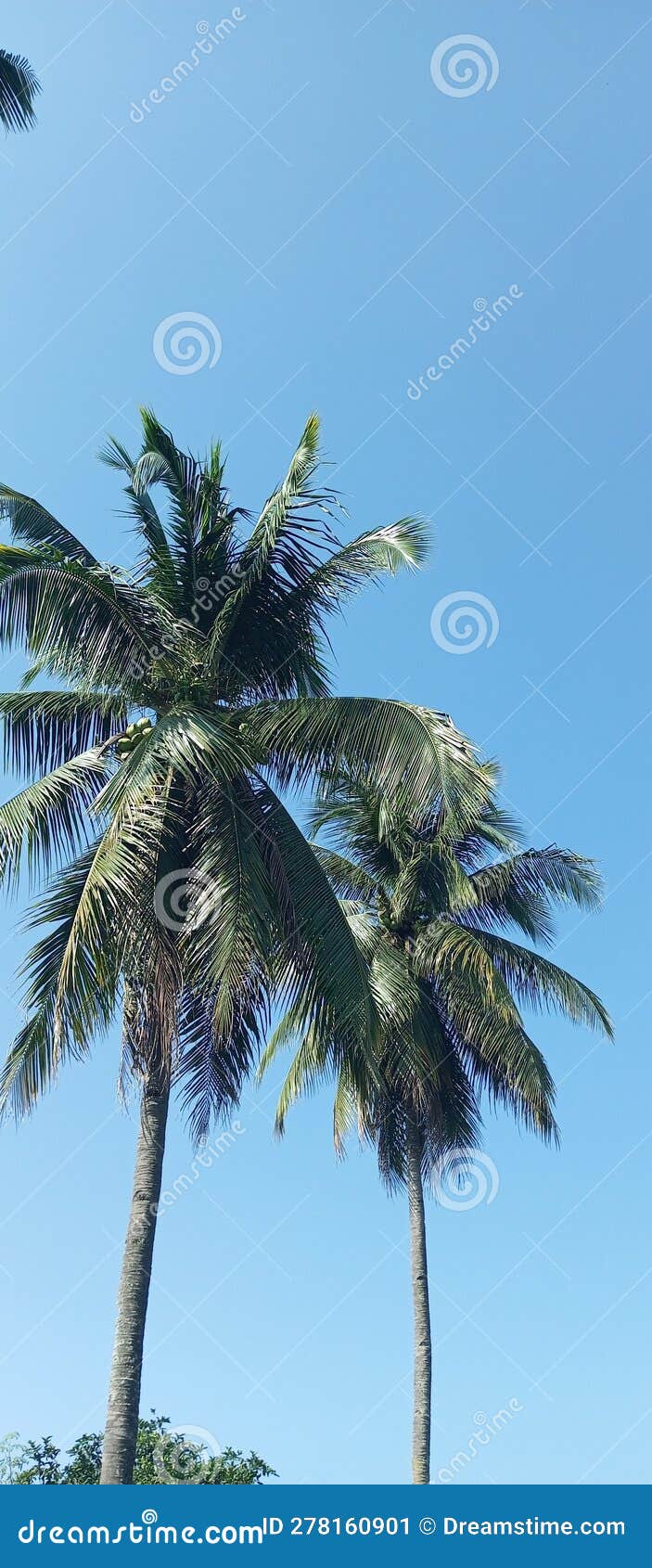 Coconut Tree and Beautiful Blue Sky Stock Image - Image of beautiful ...