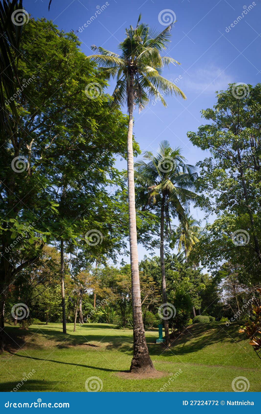 Coconut Tree in the Beautiful Garden Stock Photo - Image of outdoors ...
