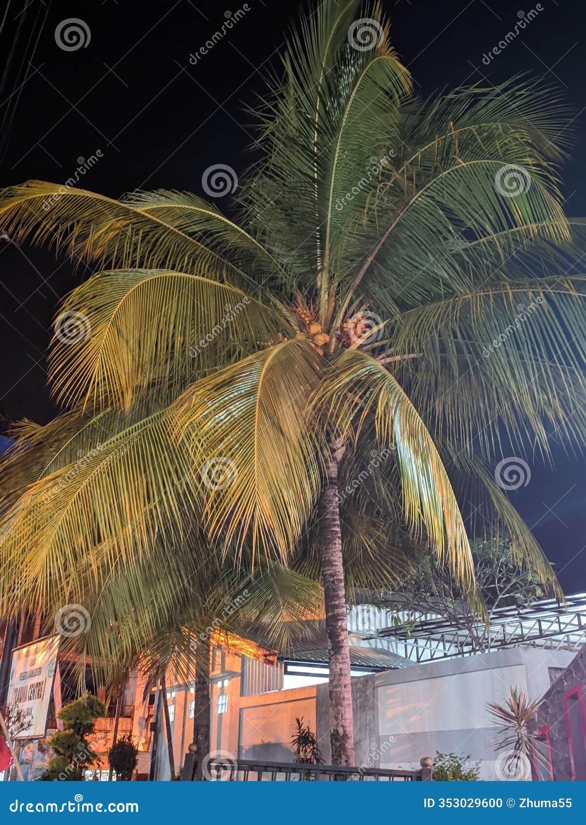 Coconut Tree,beautiful Night,pothograpy,indonesia, Amazing, Tree, Night ...
