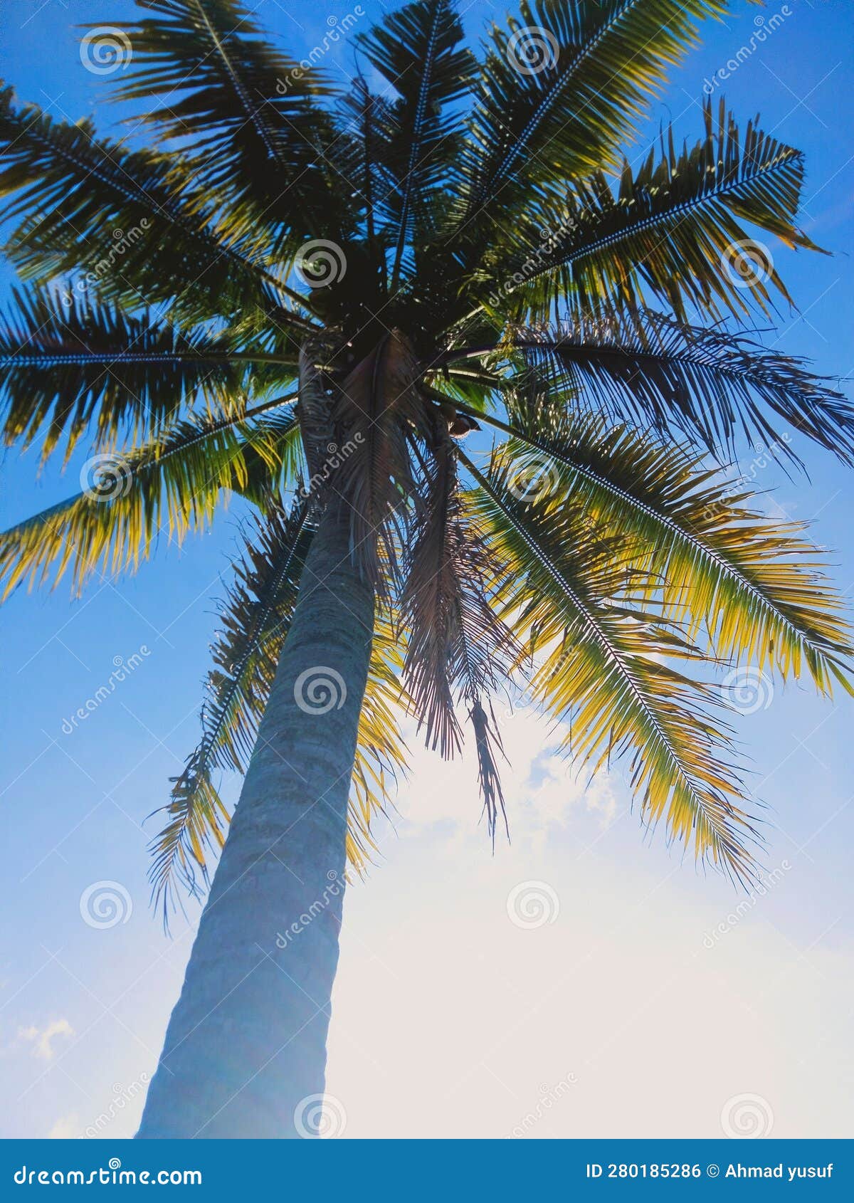 Coconut Tree with Beautiful Sunlight Blue Sky White Clouds Green Leaves ...