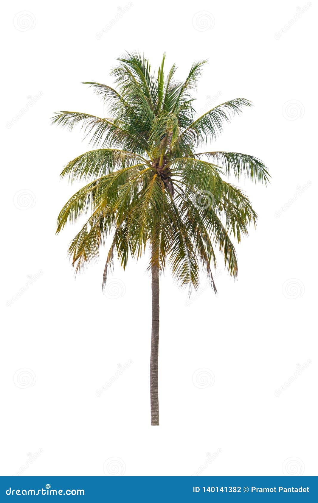 Coconut Tree Beautiful on White Background Stock Photo - Image of ...