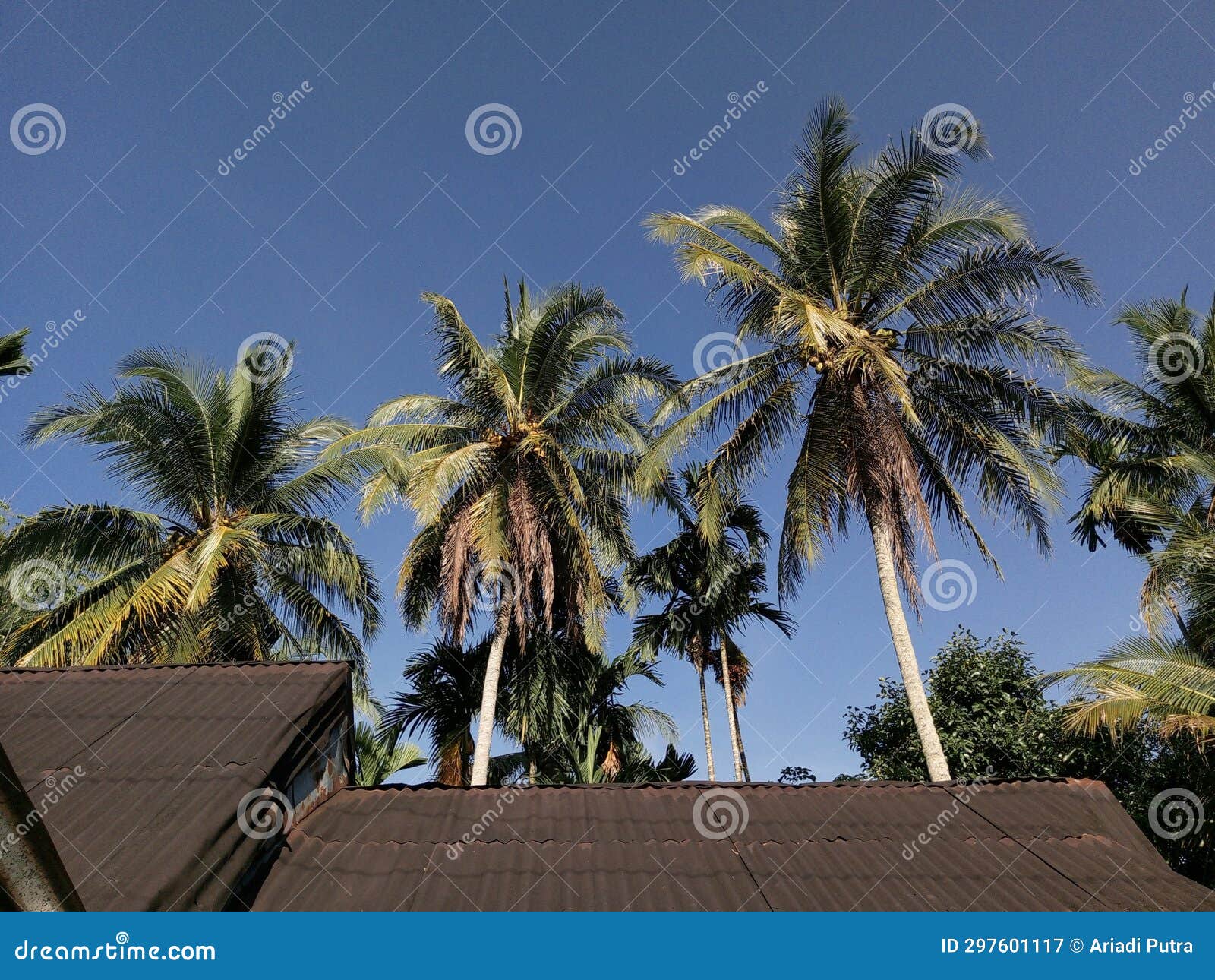 Coconut Tree Behind the House with a Clear Sky Stock Image - Image of ...