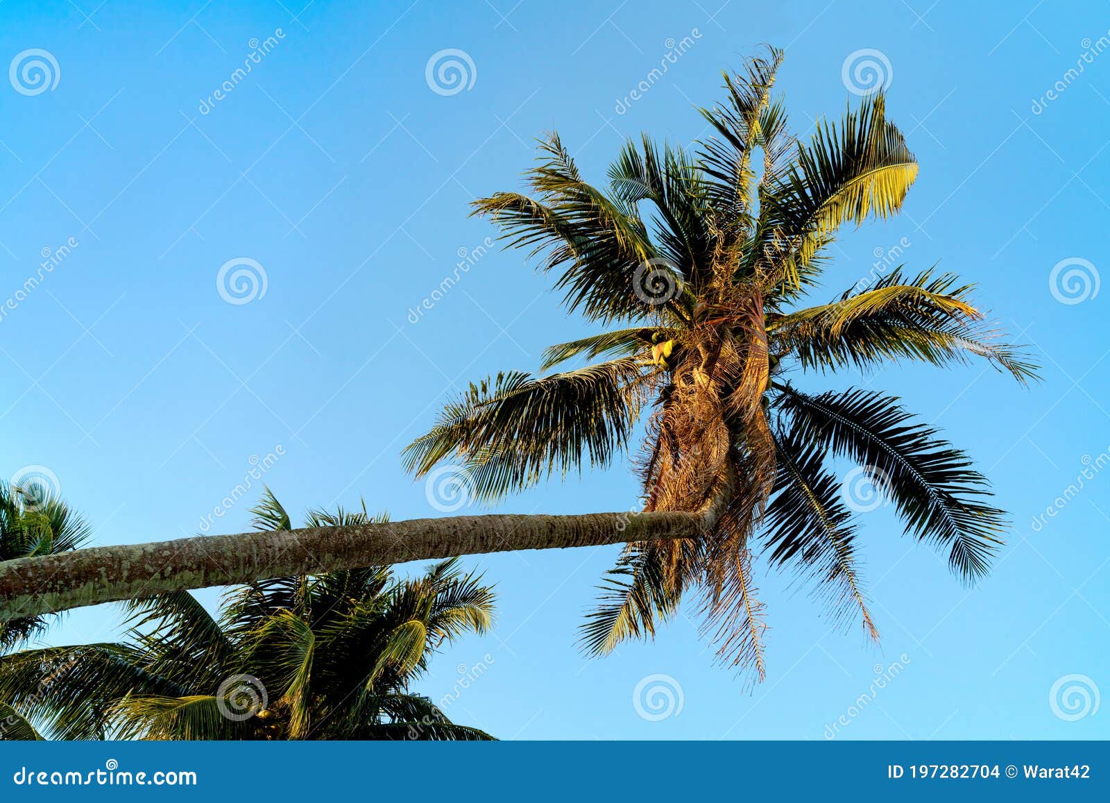 Coconut Tree Bend with Blue Sky Stock Photo - Image of tropical ...