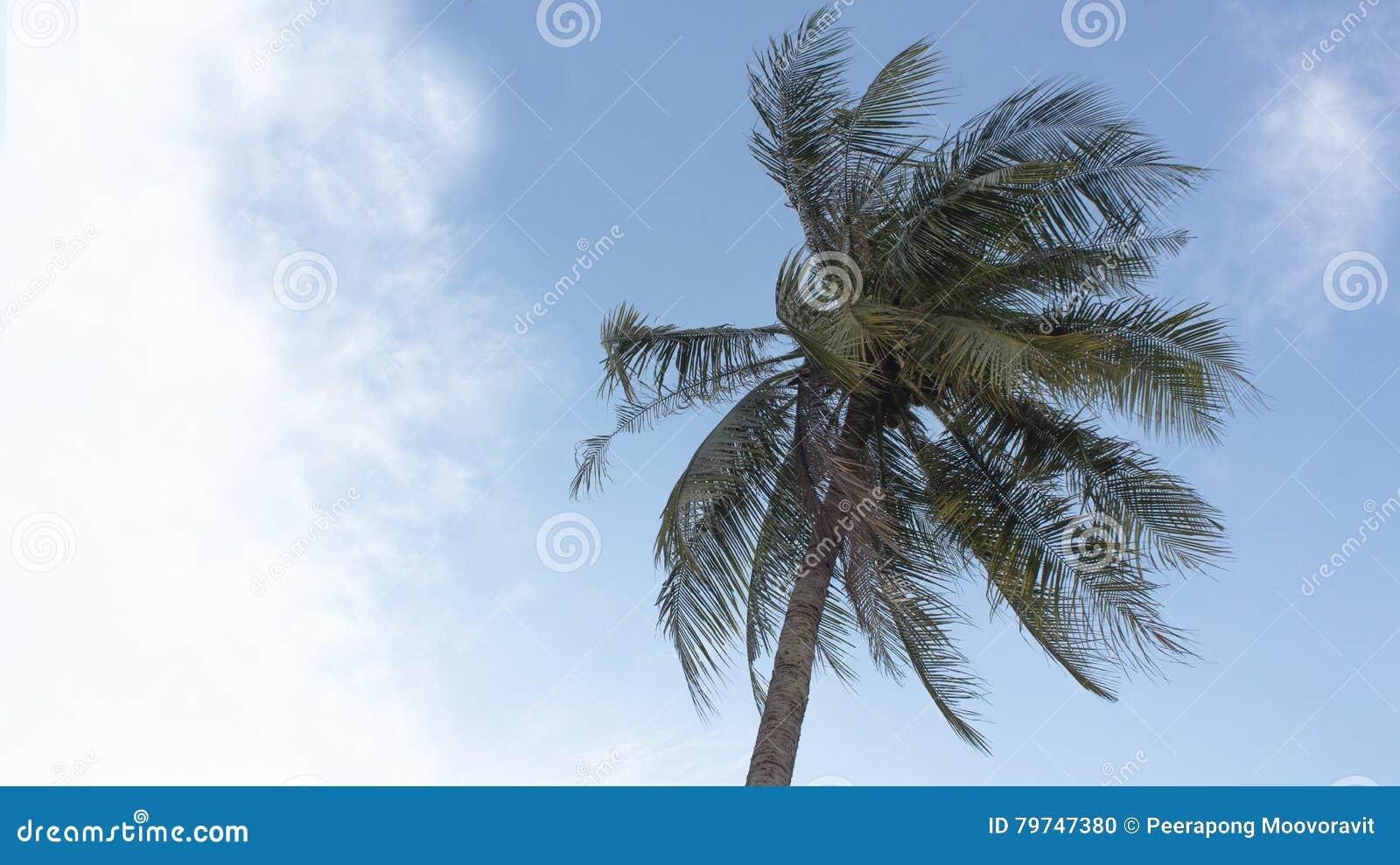 Coconut Tree Bend Trunk Blue Sky Concept Stock Photo - Image of plant ...