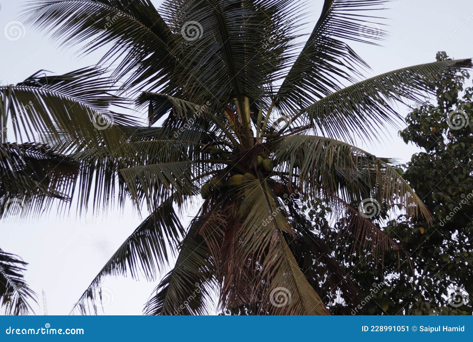 Coconut Tree Blowing in the Wind Stock Image - Image of leaf, food ...