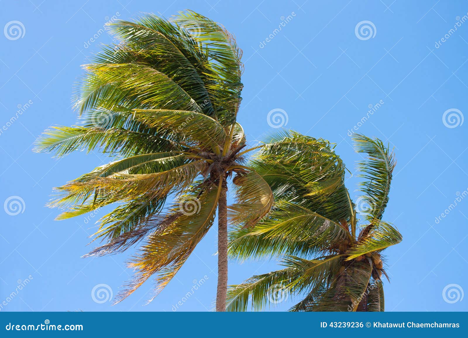 Coconut tree stock photo. Image of tree, coconut, leaf - 43239236