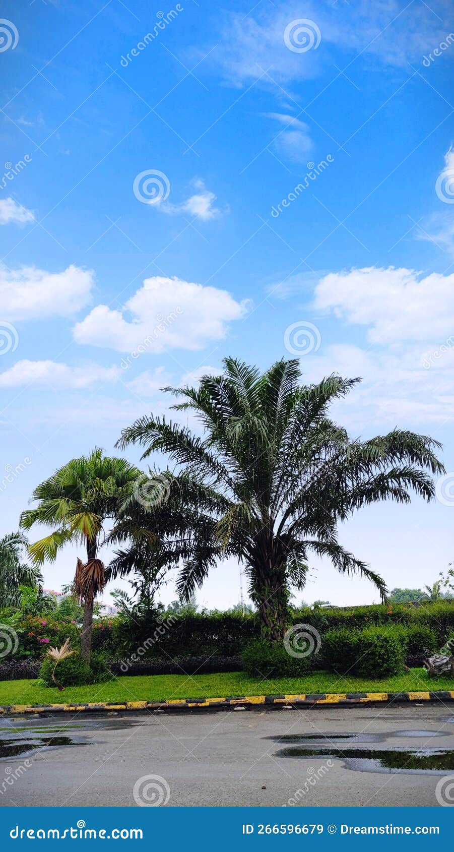 Coconut tree and blue stock image. Image of wind, plantation - 266596679