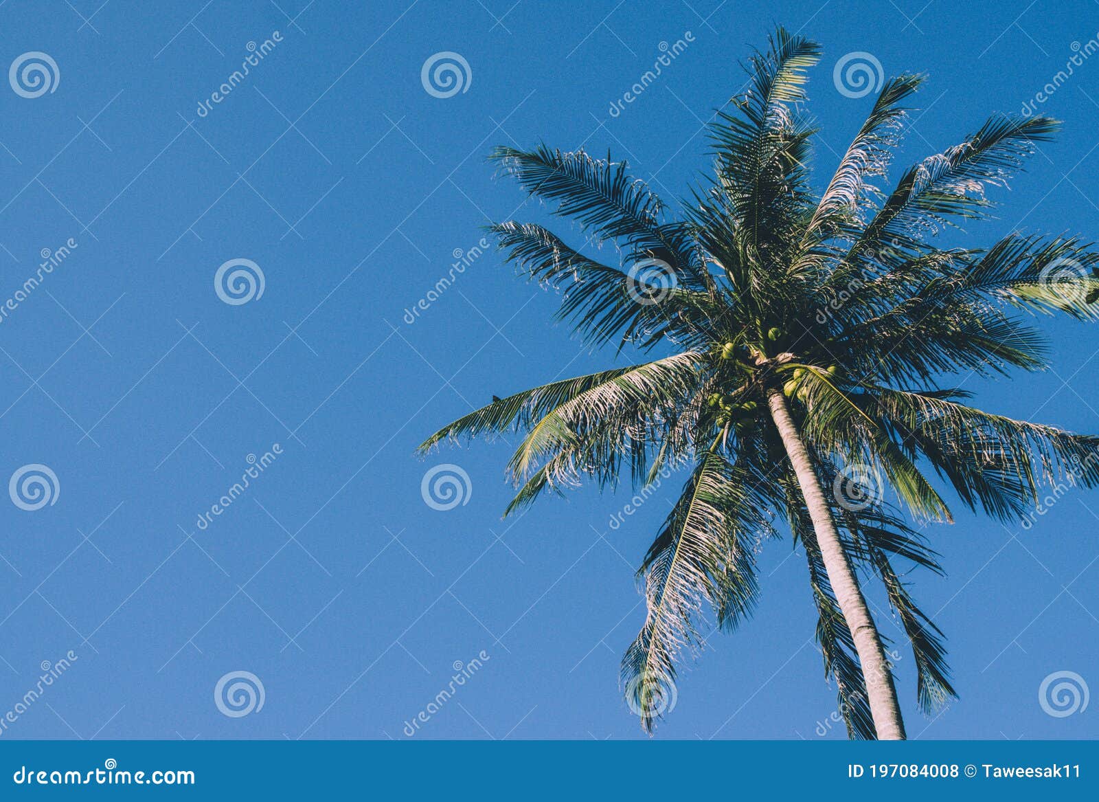 Coconut Tree with Blue Background Stock Photo - Image of plant, beach ...