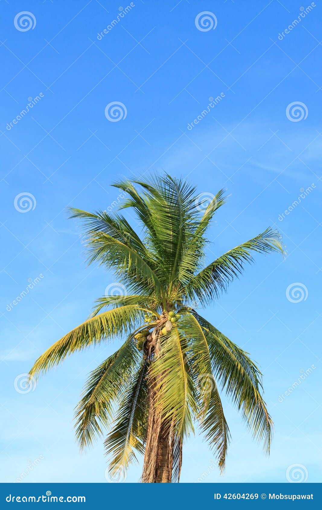 Coconut tree stock image. Image of plant, tree, blue - 42604269
