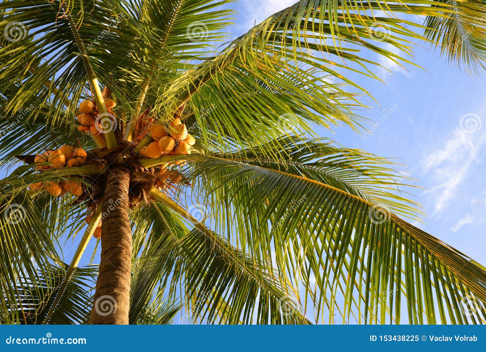 Coconut tree with blue sky stock image. Image of mauritius - 153438225