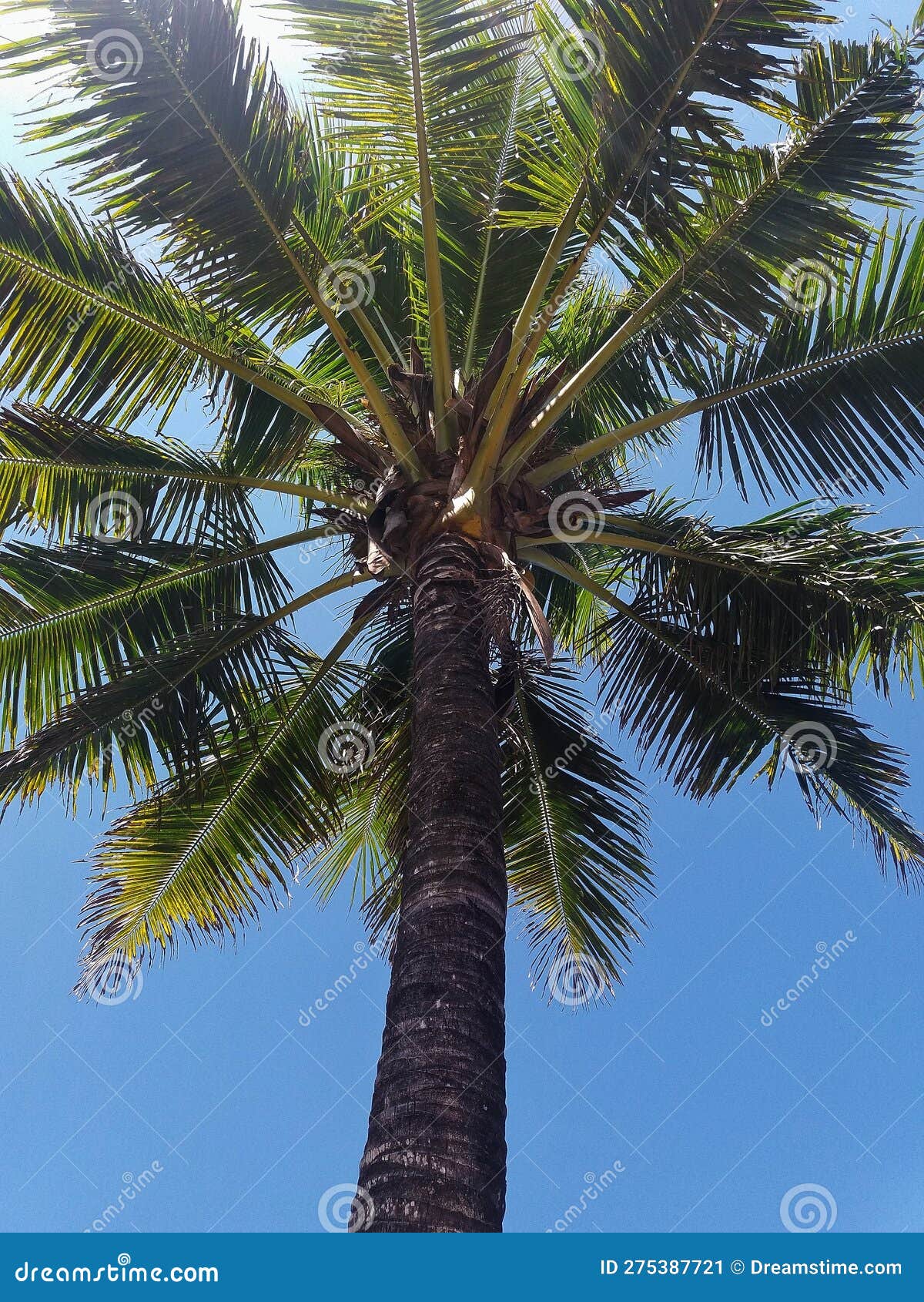 Coconut Tree with Blue Sky Background Stock Image - Image of coconut ...