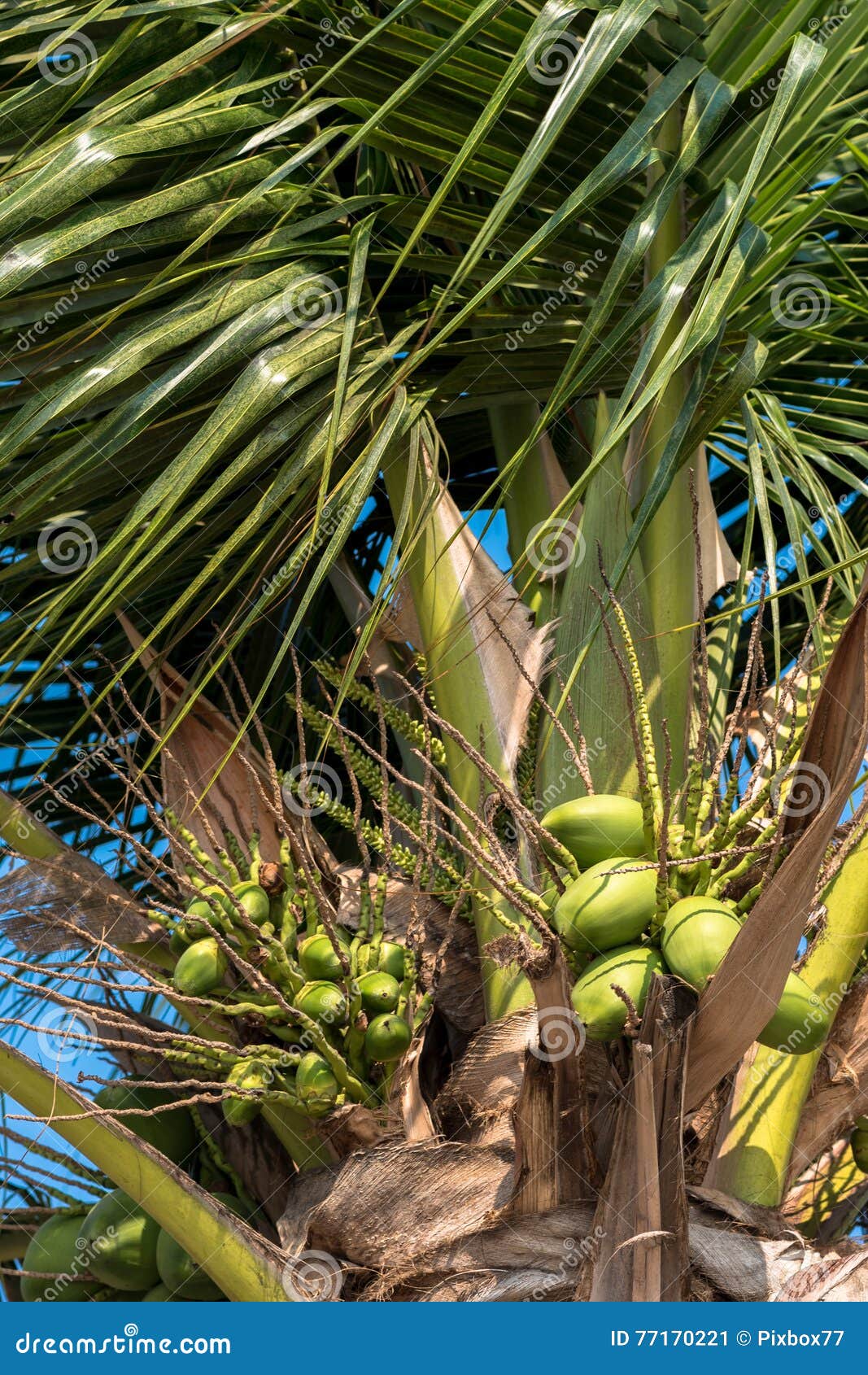 Coconut Tree with Blue Sky Background Stock Image - Image of fresh ...