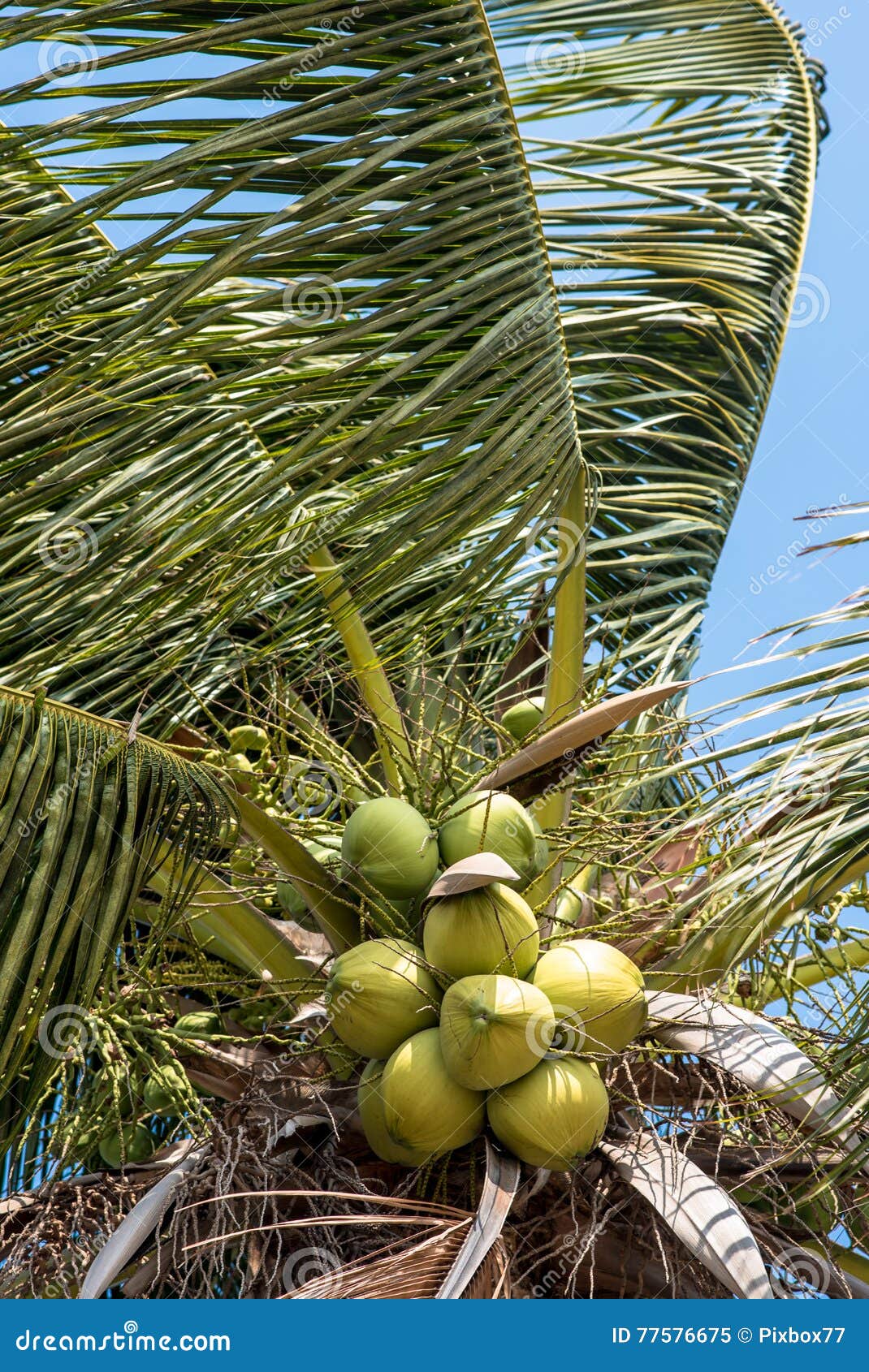 Coconut Tree with Blue Sky Background Stock Image - Image of background ...
