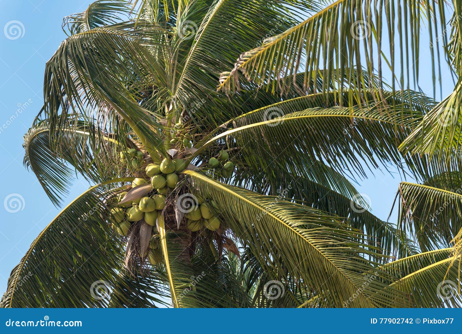 Coconut Tree with Blue Sky Background Stock Photo - Image of wind ...