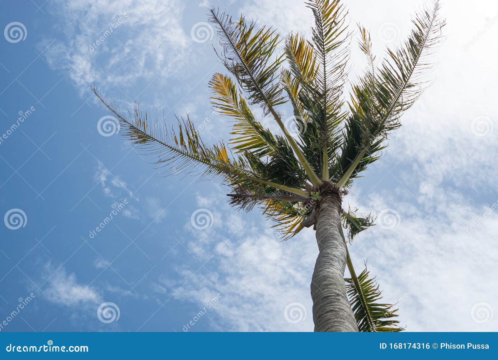 Coconut Tree with Blue Sky and Clouds Stock Photo - Image of wind ...