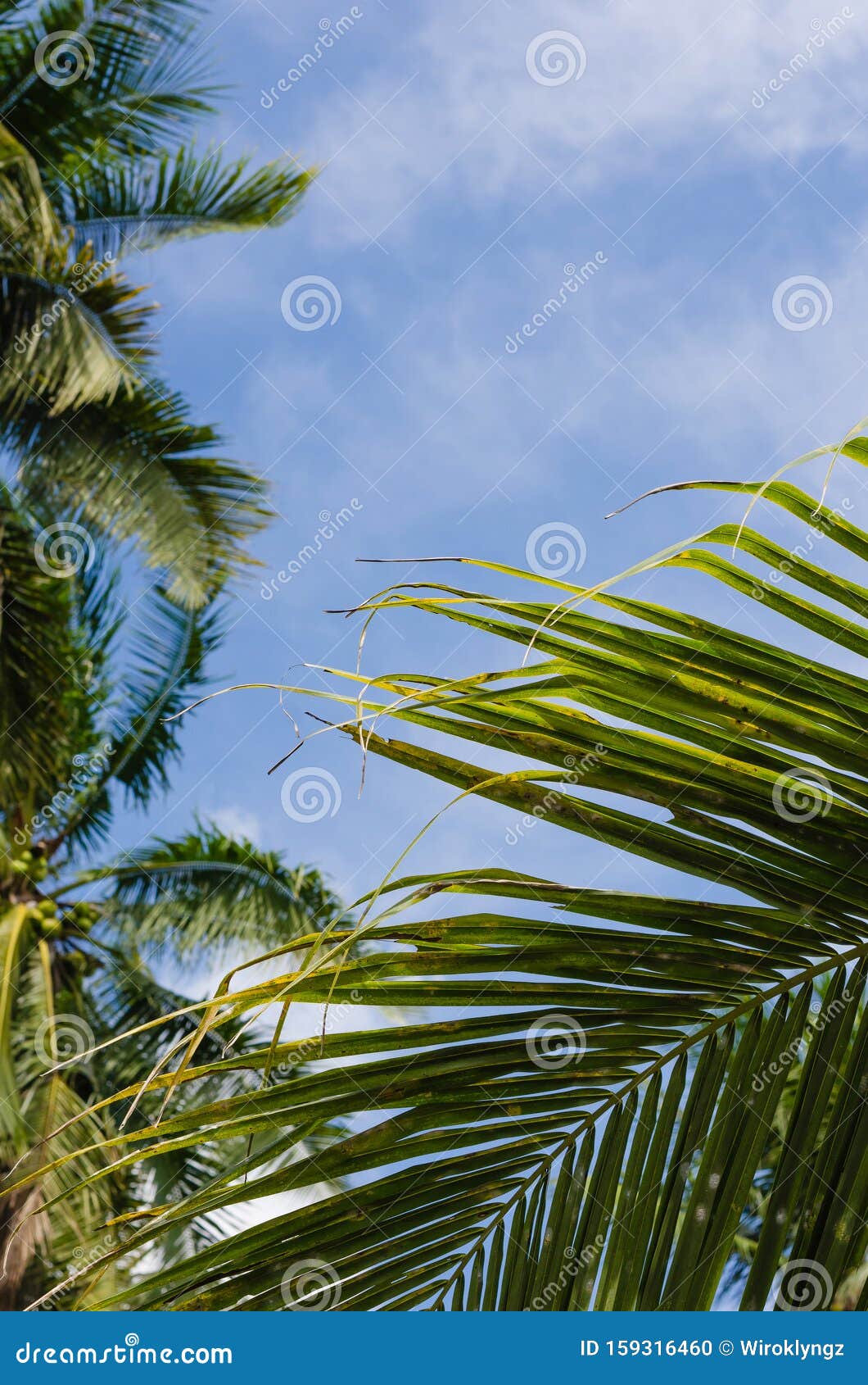 Coconut Tree in Blue Sky. stock photo. Image of plant - 159316460