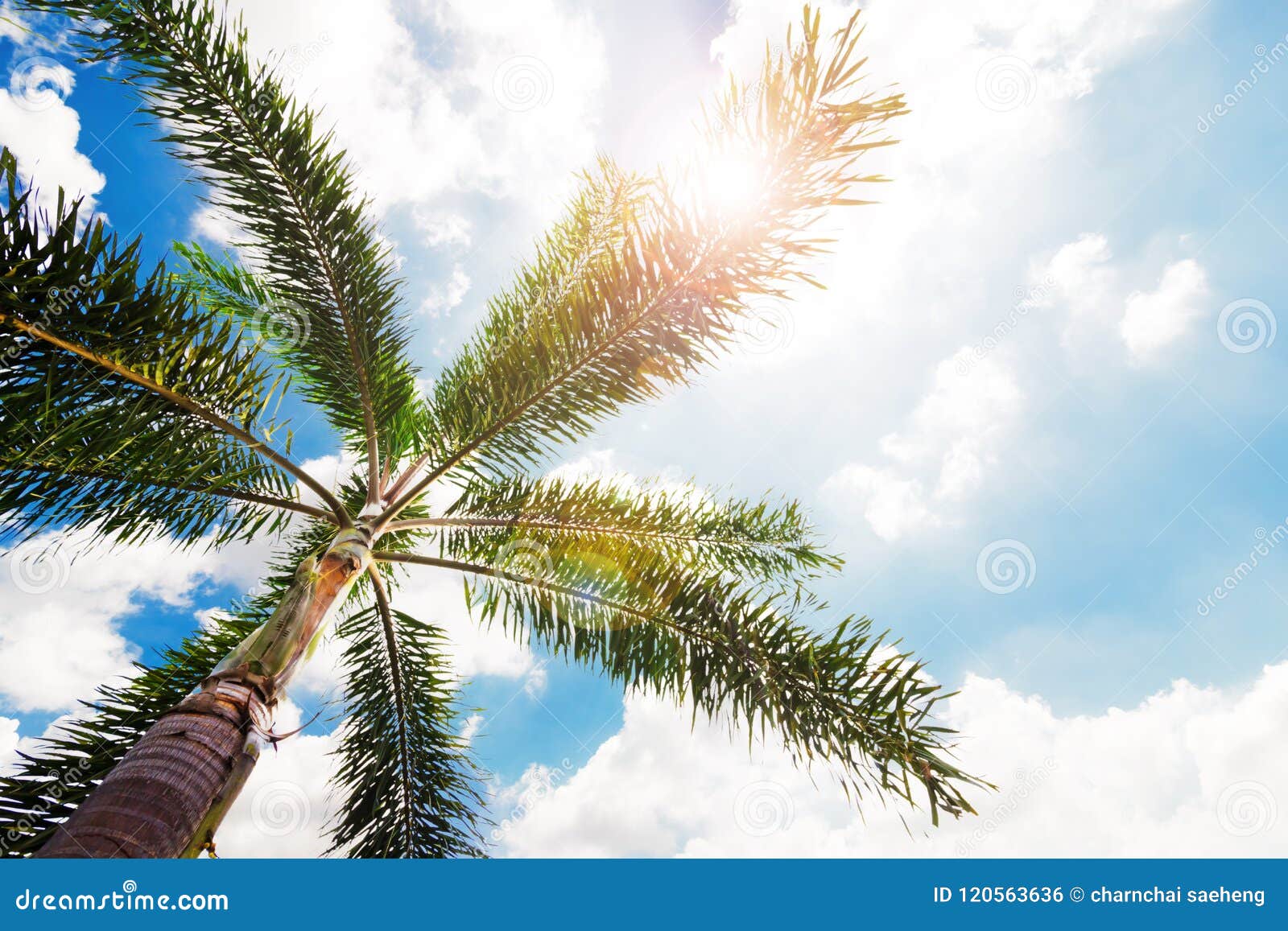 Coconut Tree and Blue Sky with Sun Flare.. Stock Photo - Image of ...