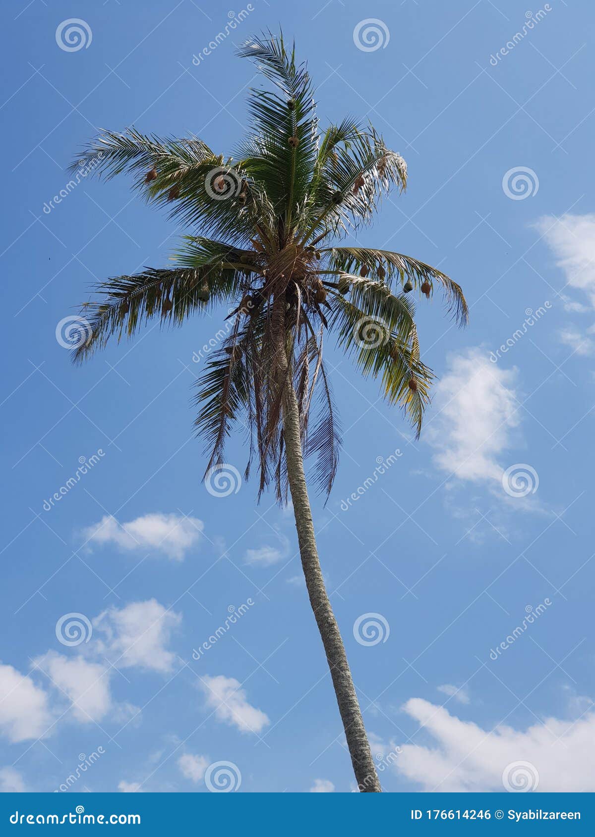 Coconut Tree with Blue Sky stock photo. Image of cloudscape - 176614246
