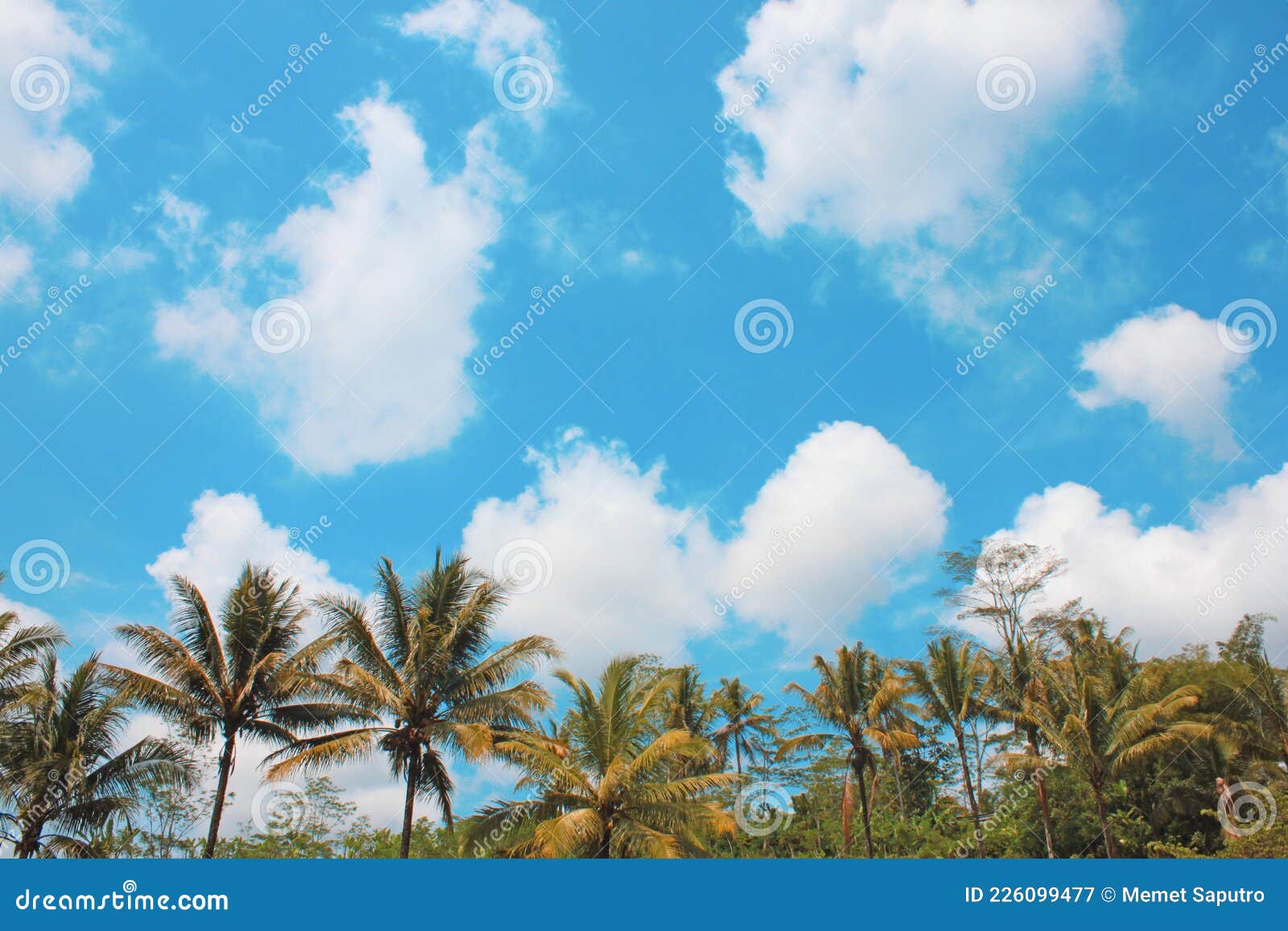 Coconut tree and blue sky stock image. Image of flora - 226099477