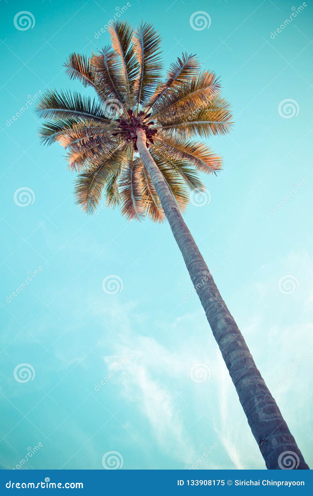 Coconut tree with blue sky stock image. Image of tropical - 133908175