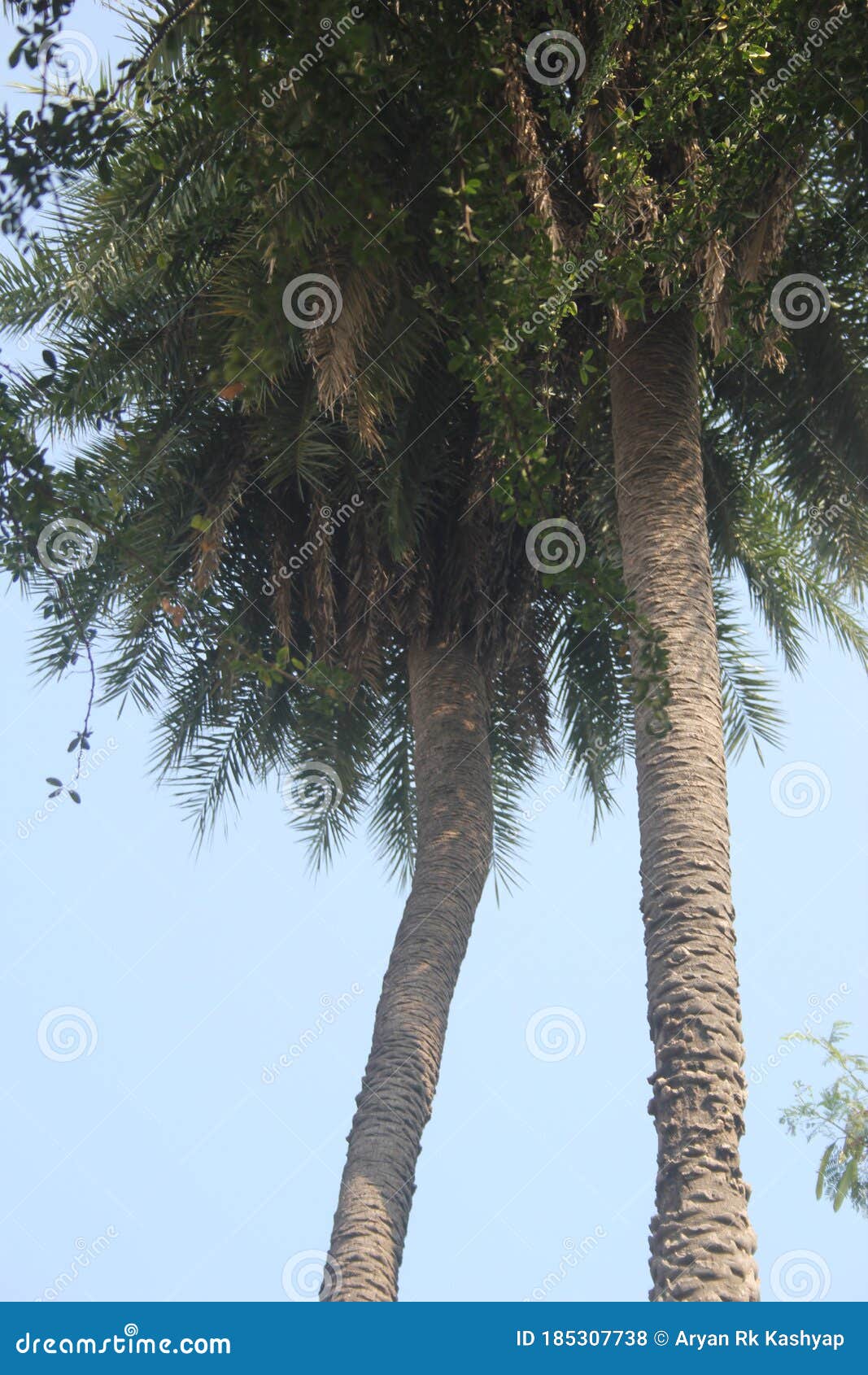 Coconut Tree in Blue Sky Wallpaper Stock Photo - Image of wallpaper ...
