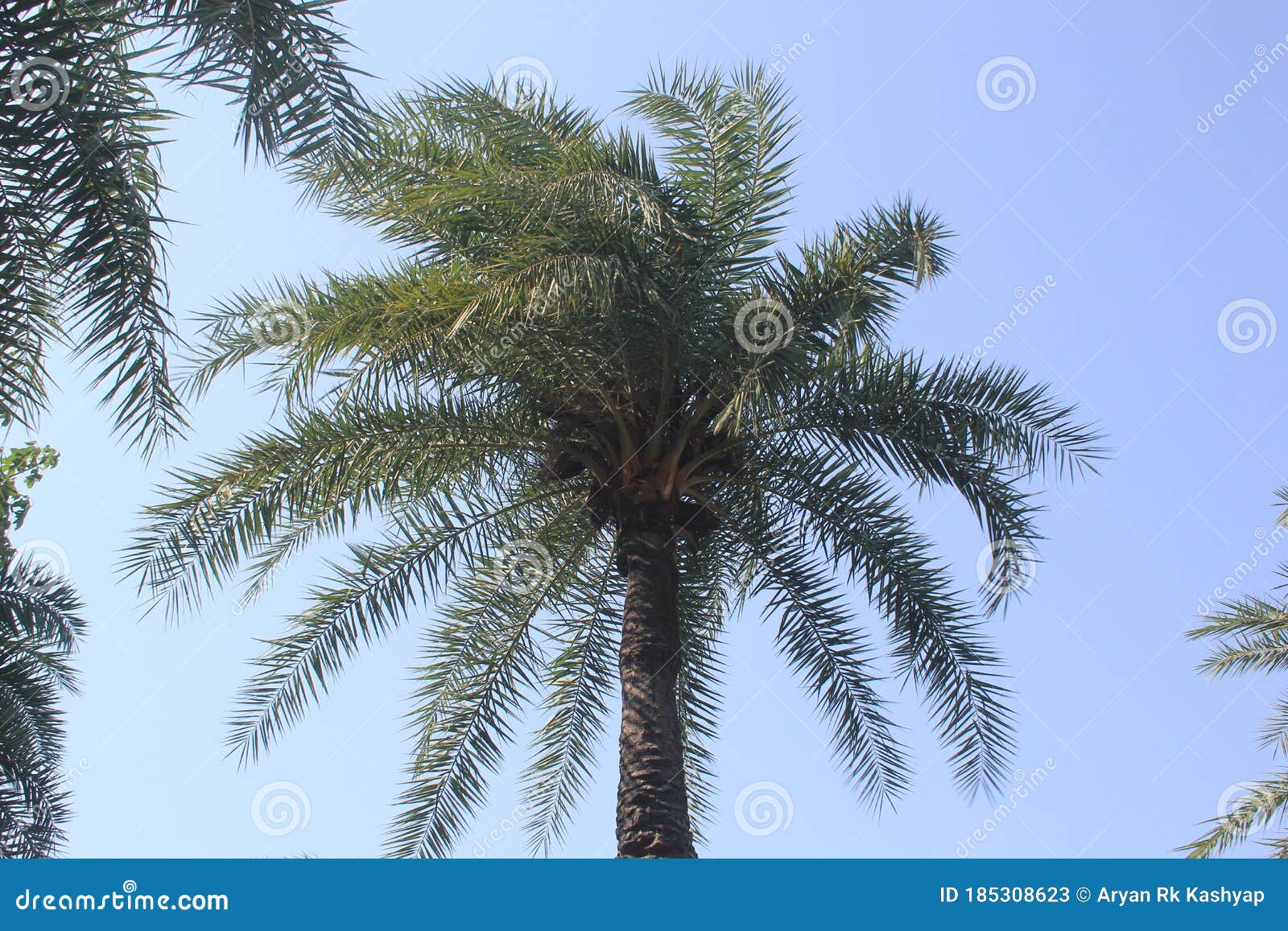 Coconut Tree in Blue Sky Wallpaper Stock Image - Image of coconut ...