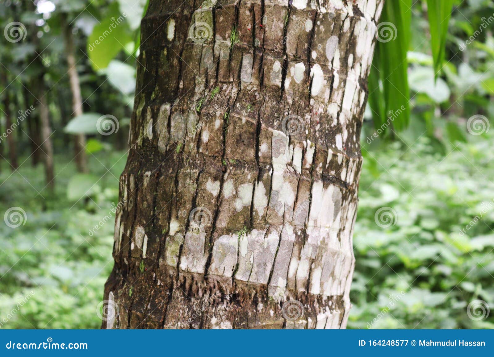 Coconut Tree. the Body of the Tree Stock Image - Image of body, outdoor ...