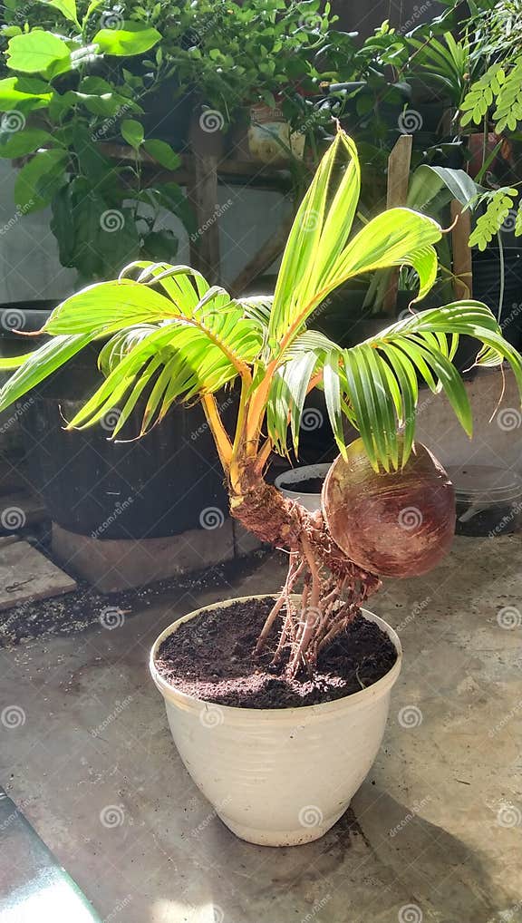 Coconut Tree bonsai stock image. Image of tree, bonsai - 265646591