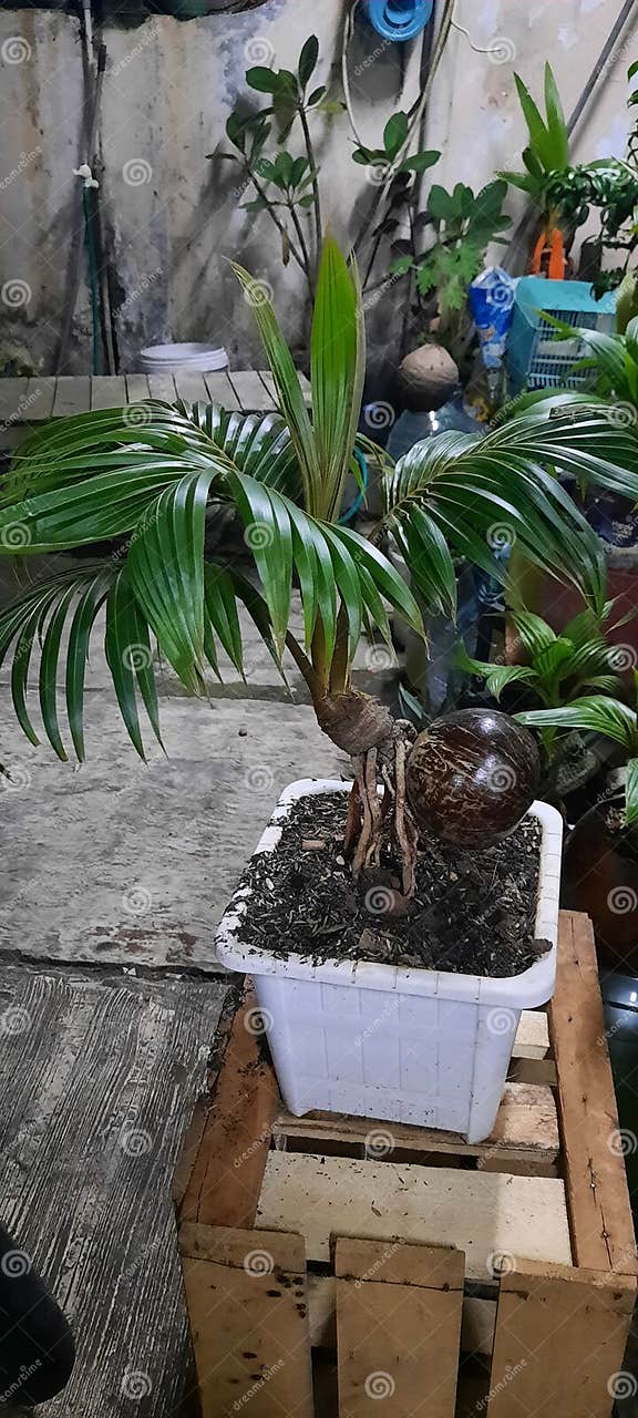 Coconut tree bonsai stock photo. Image of plant, jungle - 251832010