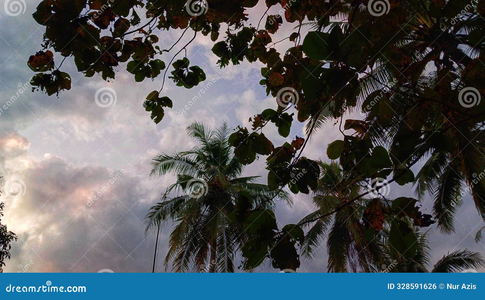 Coconut Tree Branch Leaves on Tropical Forest Background. Coconut Tree ...