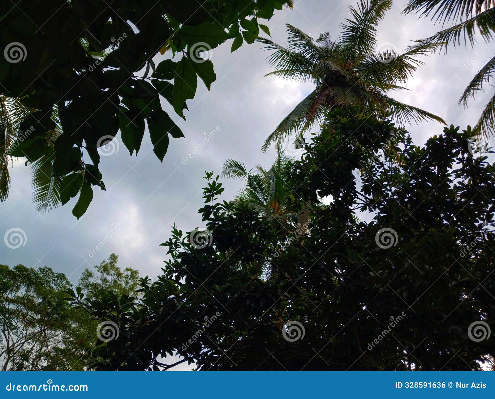 Coconut Tree Branch Leaves on Tropical Forest Background. Coconut Tree ...