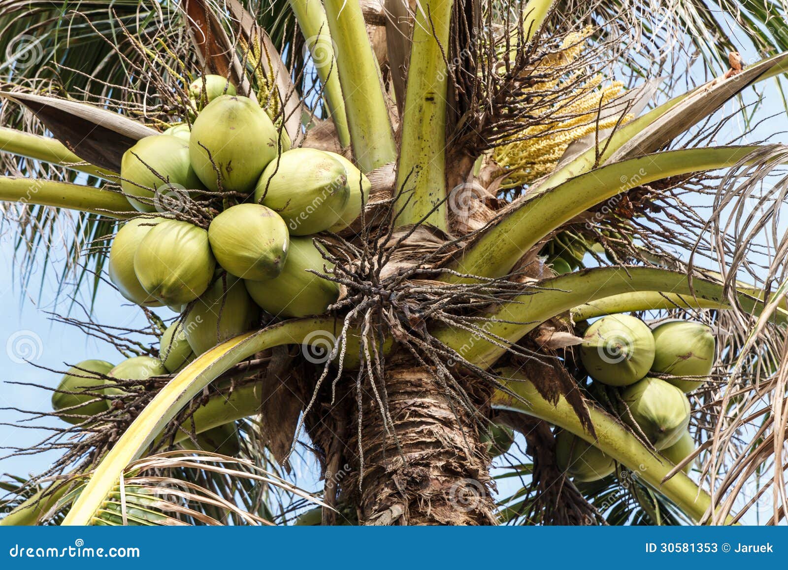 Coconut tree stock image. Image of gourmet, concept, floral - 30581353