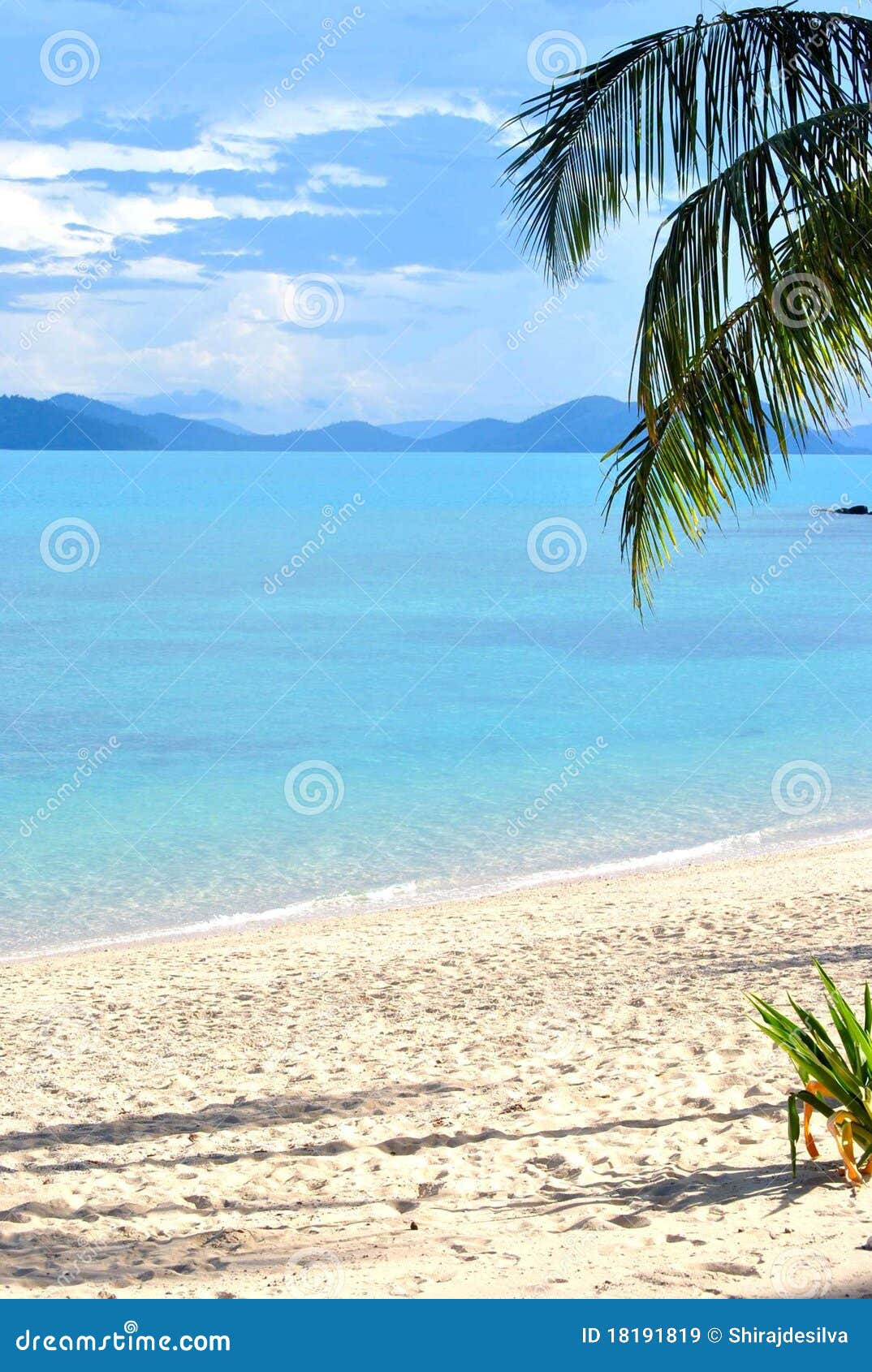 Coconut Tree Branches by a Beautiful Blue Ocean Stock Image - Image of ...