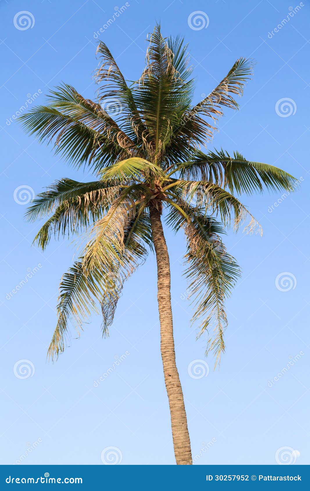 Coconut Tree with Blue Sky in Background Stock Photo - Image of summer ...