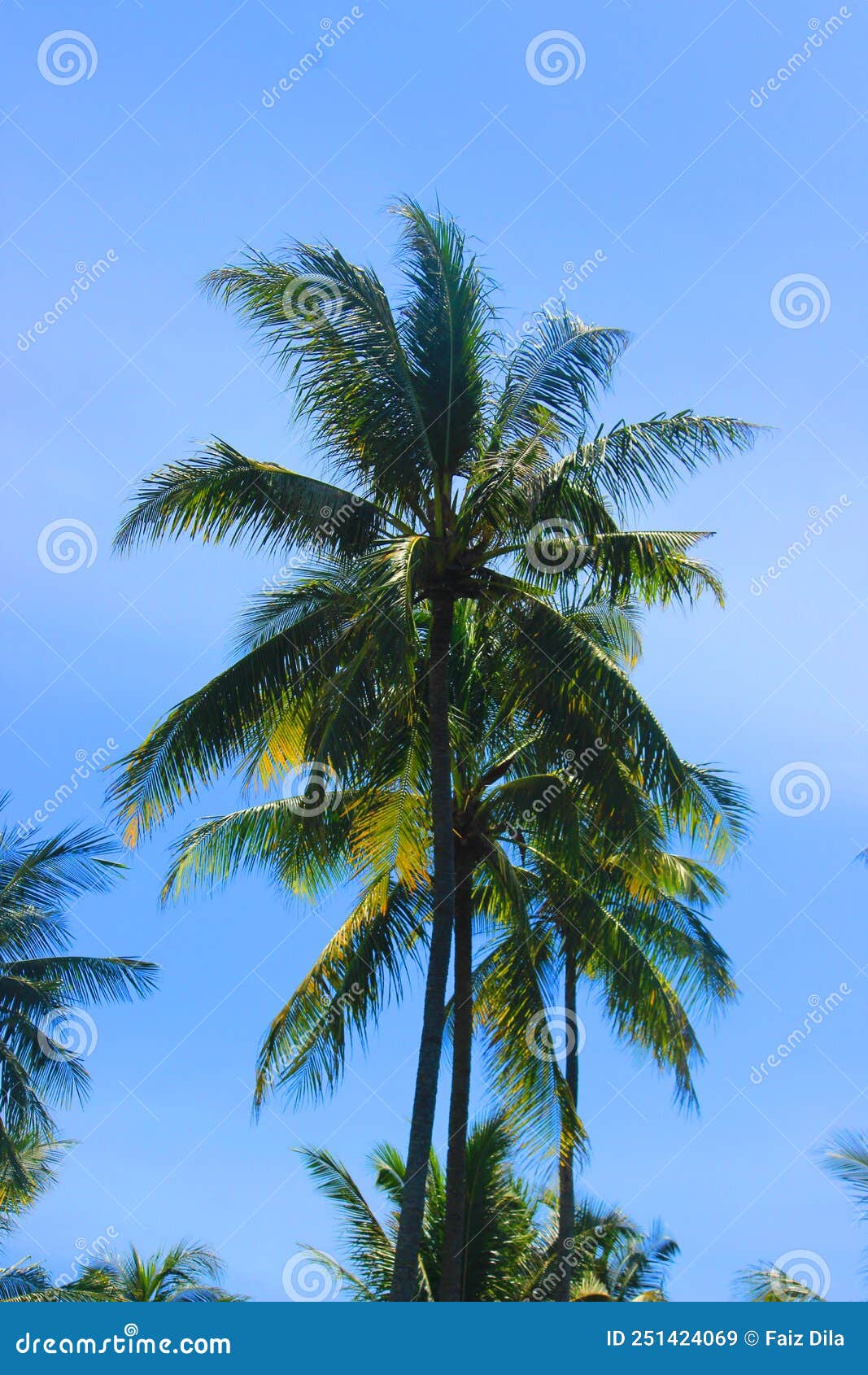Coconut Tree in a Bright Blue Sky Cloud on the Beach. Stock Image ...