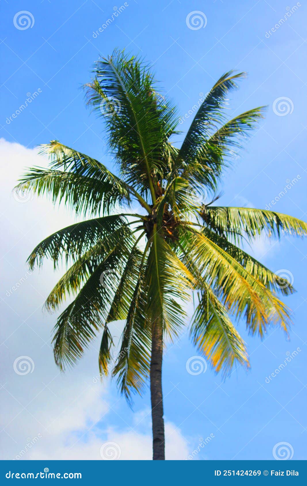 Coconut Tree in a Bright Blue Sky Cloud on the Beach. Stock Image ...