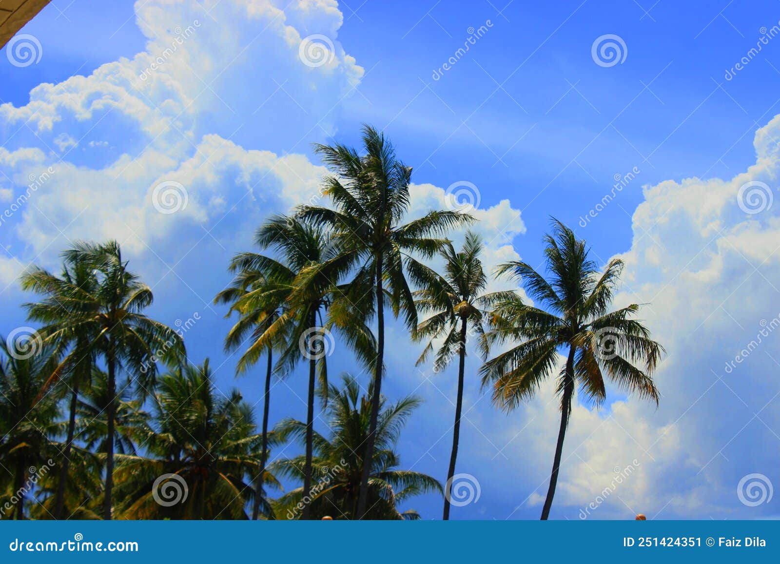 Coconut Tree in a Bright Blue Sky Cloud on the Beach. Stock Image ...