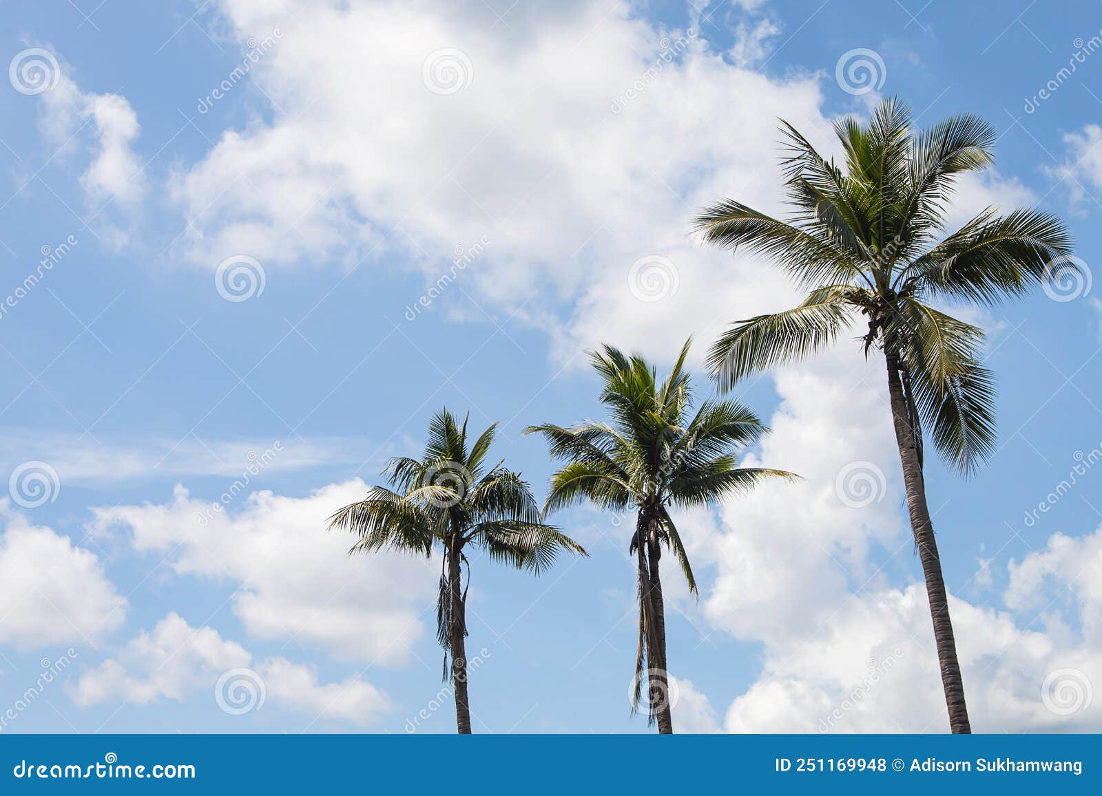 Coconut Tree on Bright Sky Background Stock Photo - Image of summer ...
