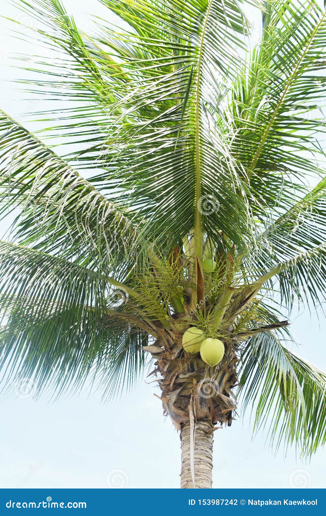 Coconut Tree, Brightly Colored Leaves Stock Photo - Image of coconut ...