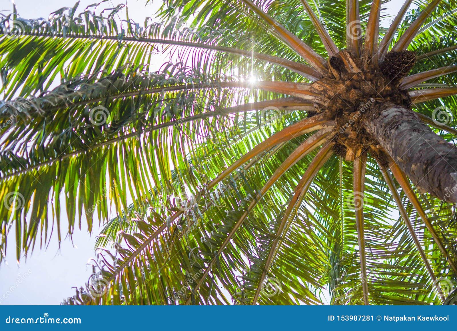 Coconut Tree, Brightly Colored Leaves Stock Image - Image of tropical ...