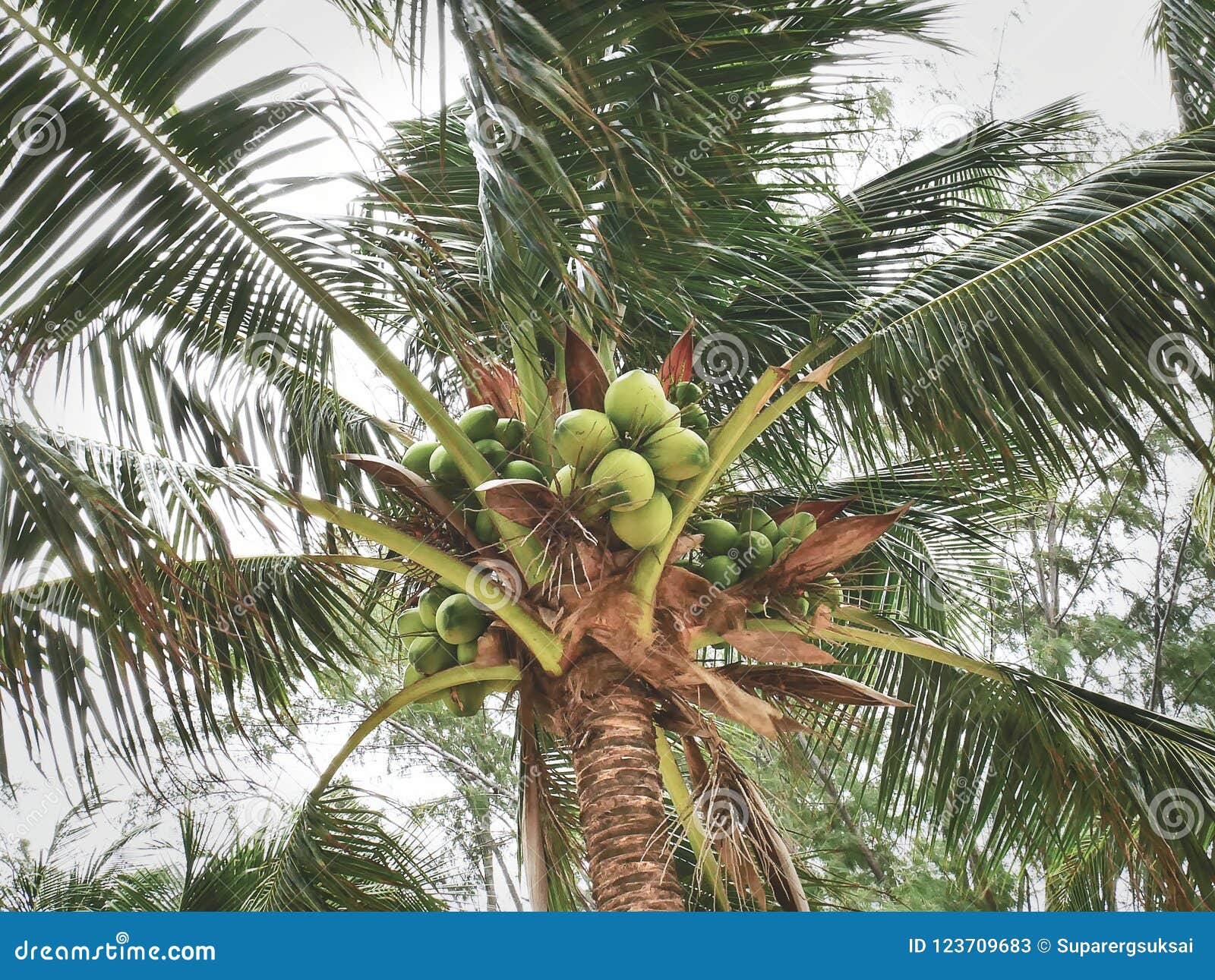 Coconut Tree with Bunch of Coconut Fruits Stock Image - Image of summer ...