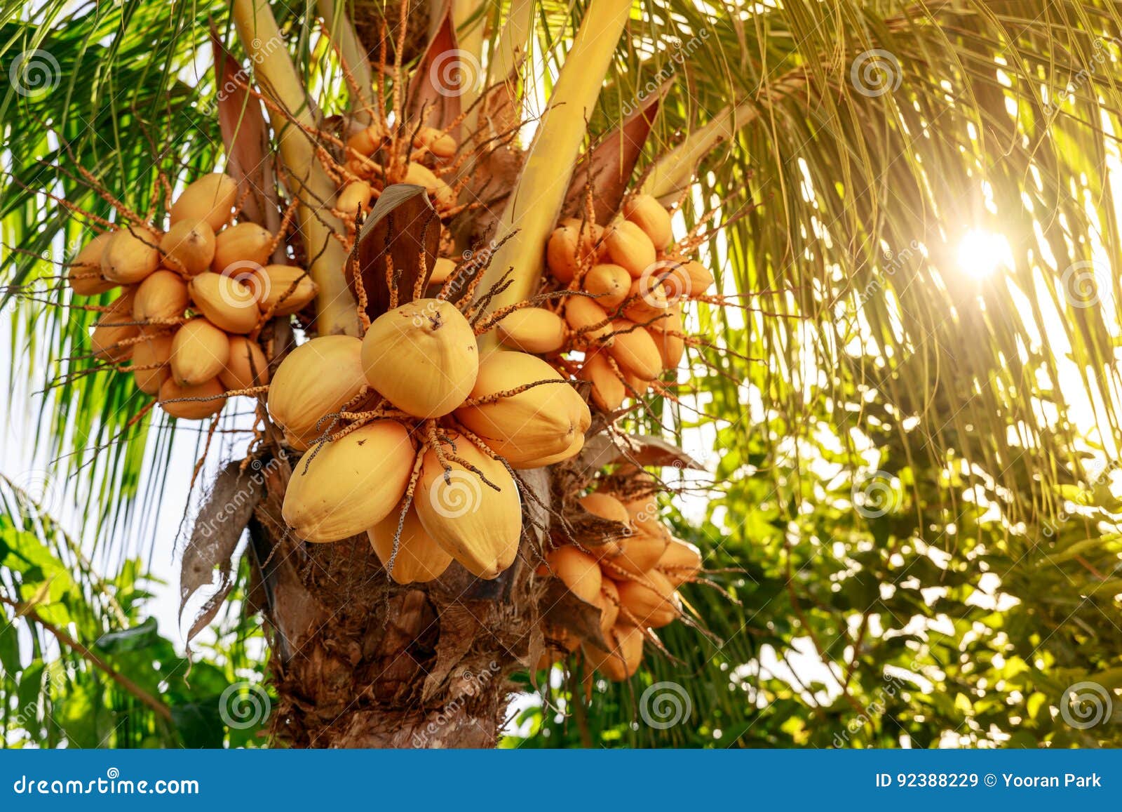 Coconut Tree with Bunch of Yellow Fruits Hanging Stock Image - Image of ...
