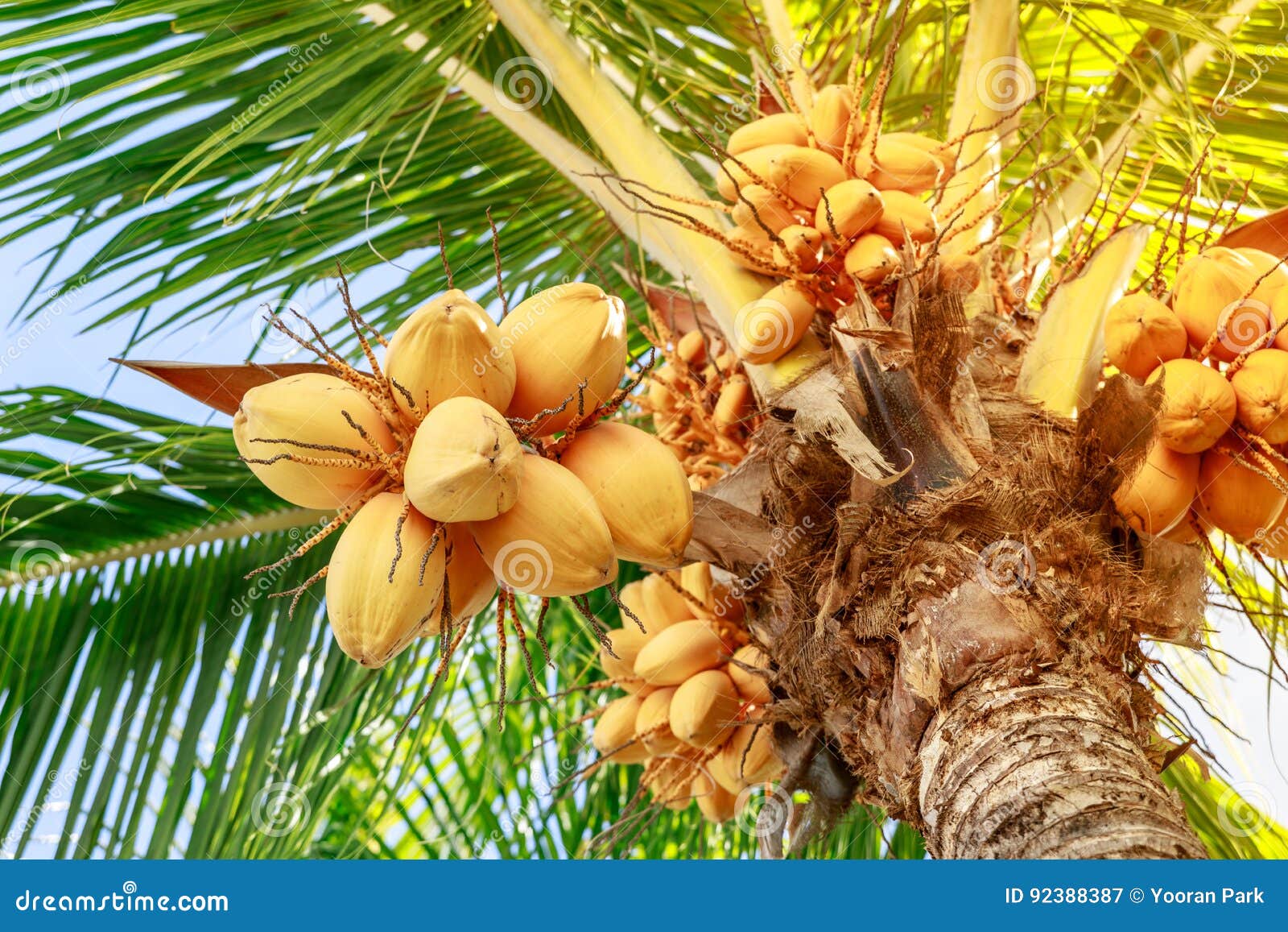 Coconut Tree with Bunch of Yellow Fruits Hanging Stock Image - Image of ...