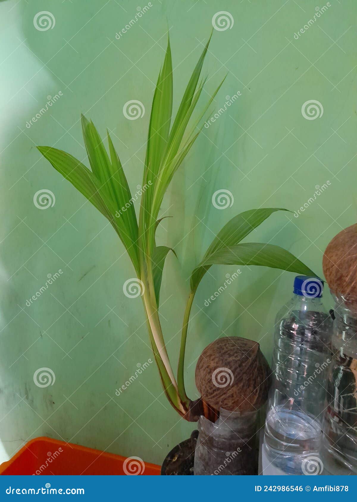 Coconut bonsai tree stock photo. Image of tree, leaf - 242986546