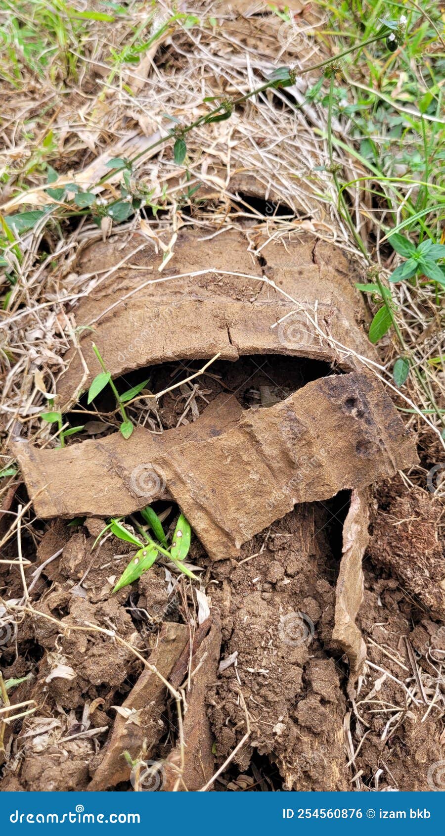 Coconut Tree Carcass that Blends with the Ground Stock Photo - Image of ...