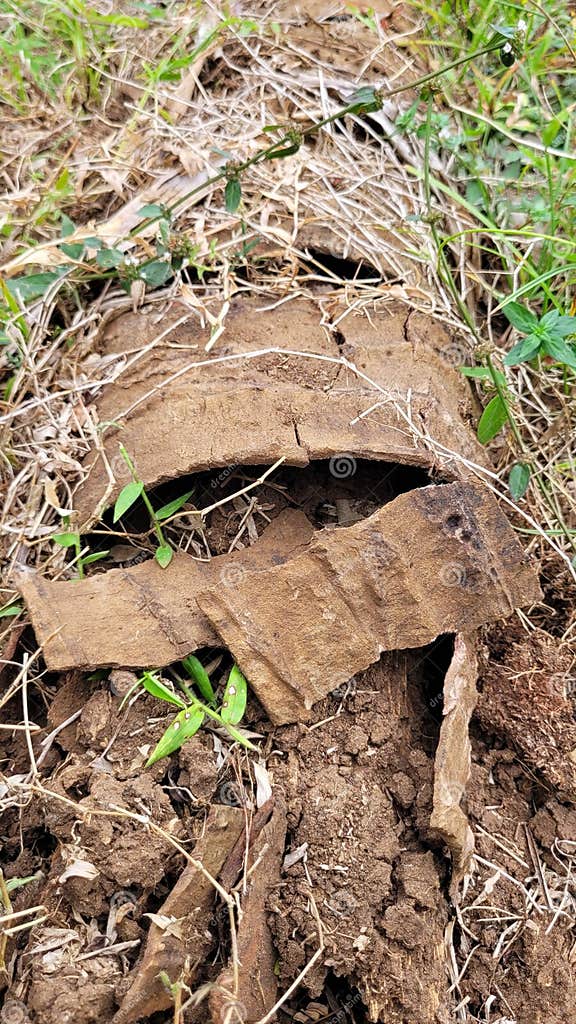 Coconut Tree Carcass that Blends with the Ground Stock Photo - Image of ...