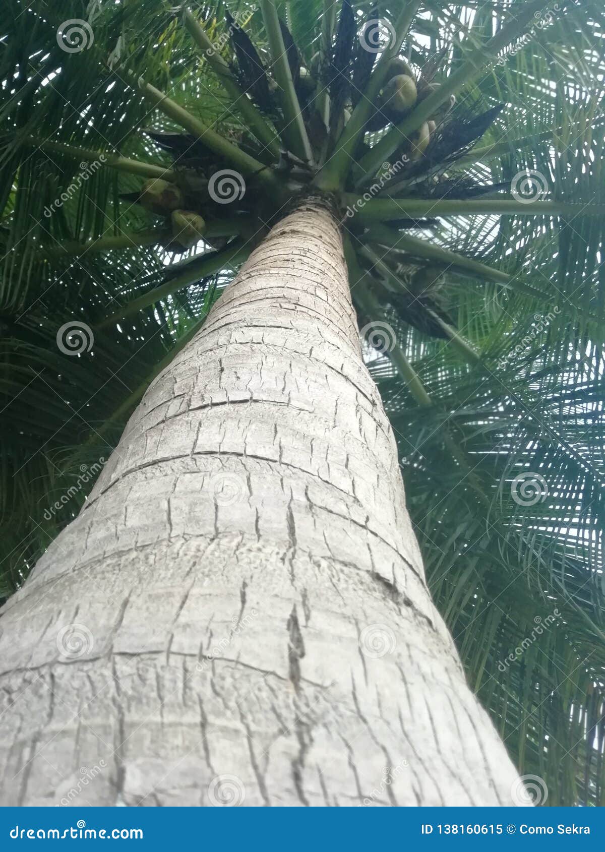 Coconut tree stock image. Image of tree, coconut, sunlight - 138160615
