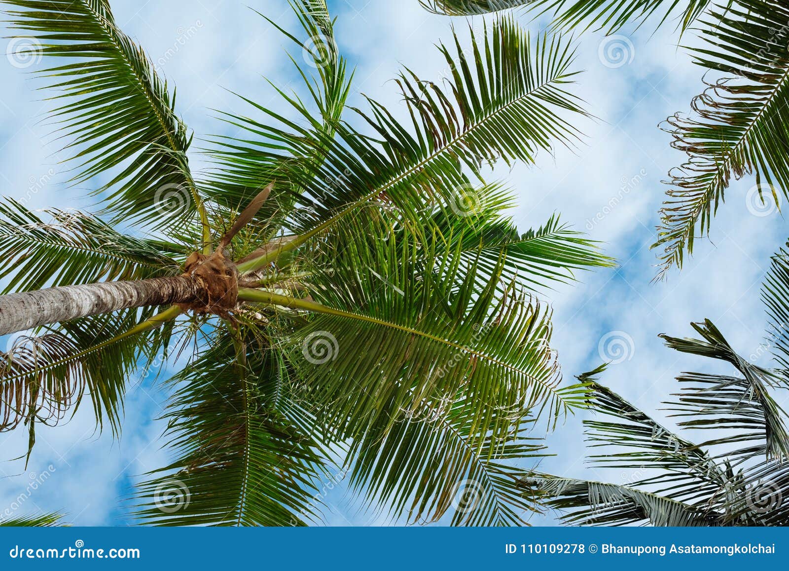 Coconut Tree with Clear Blue Sky Stock Photo - Image of blue, clear ...