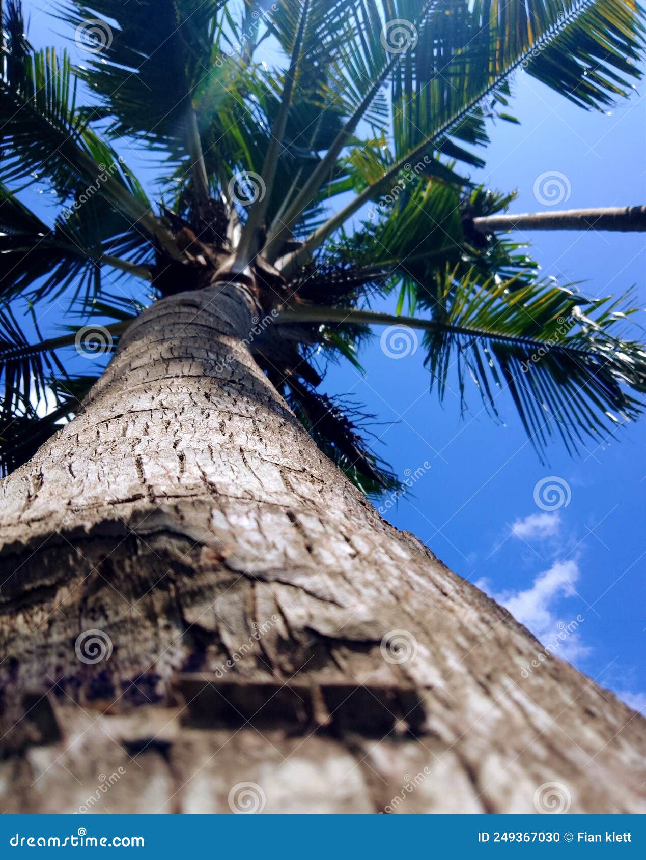 Coconut Tree with Clear Blue Sky Stock Photo - Image of coconut ...