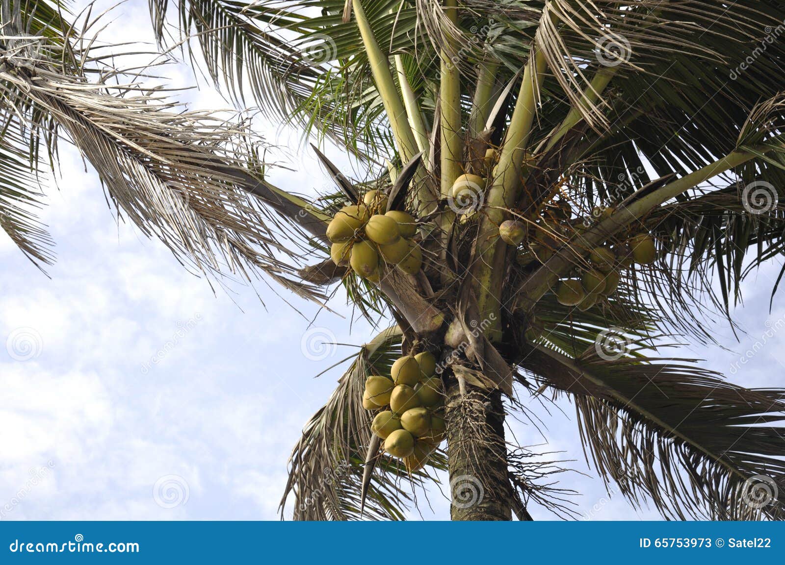 Coconut tree stock image. Image of agriculture, coconut - 65753973